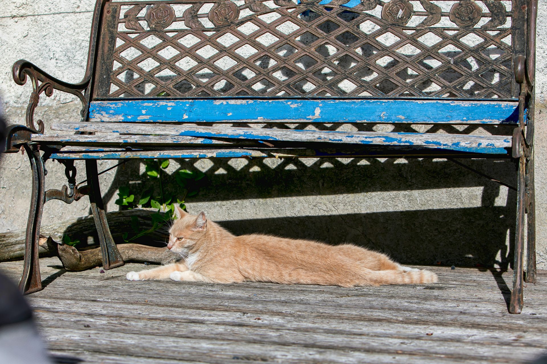 Gamta - Profesionalus Fotografas Šiauliuose